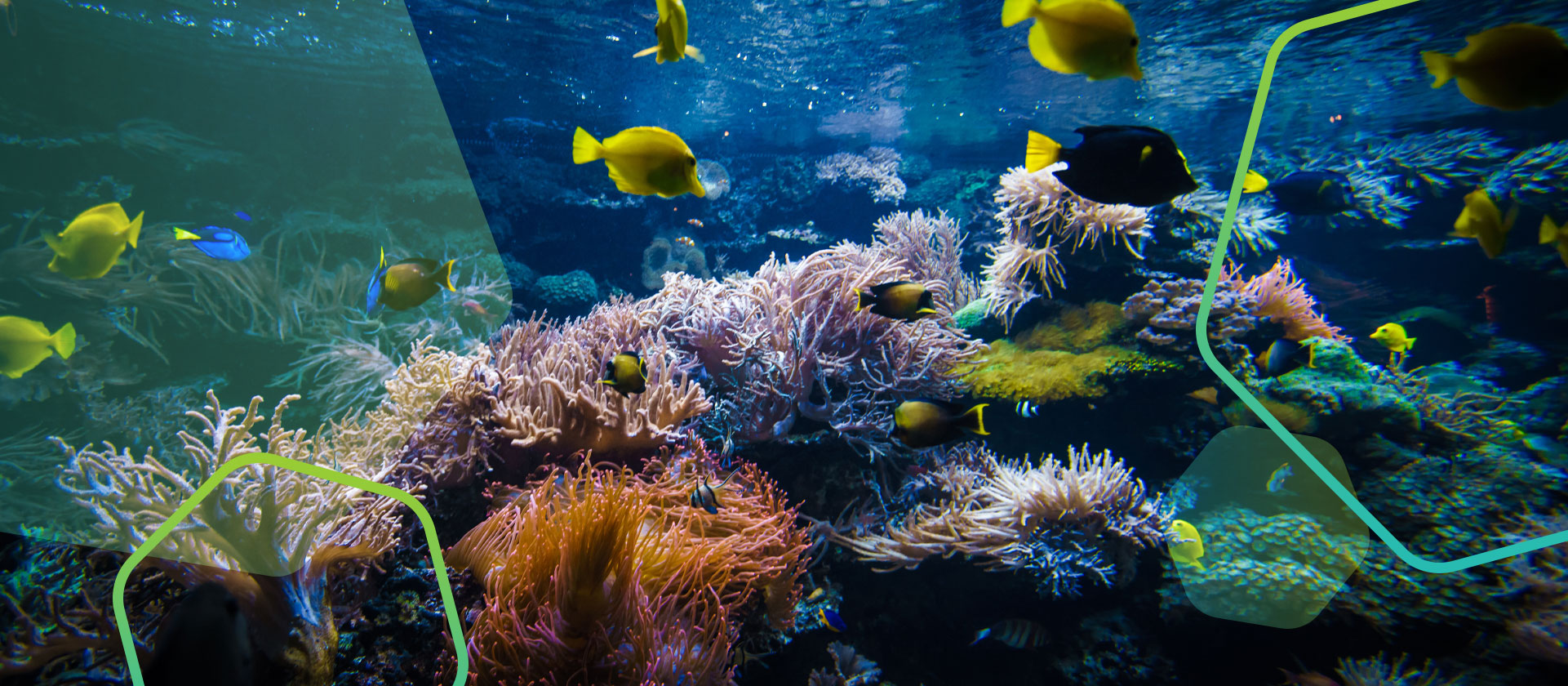 Celebrate Earth Day with the Coral Restoration Foundation | 6Connex